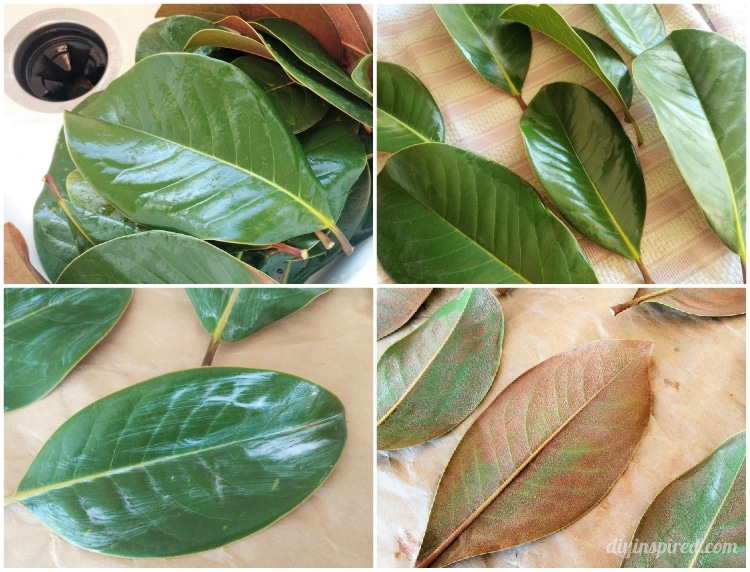How To Preserve Magnolia Leaves DIY Inspired